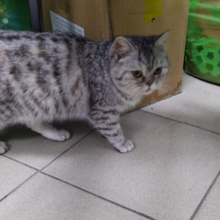 Шотландская прямоухая кошечка