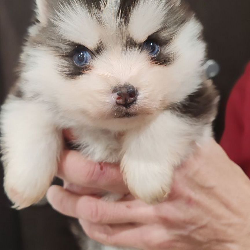 Помски, щенок