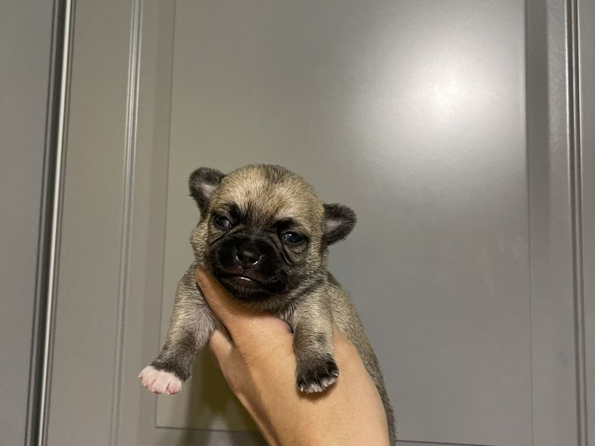 Щенки чихуахуа