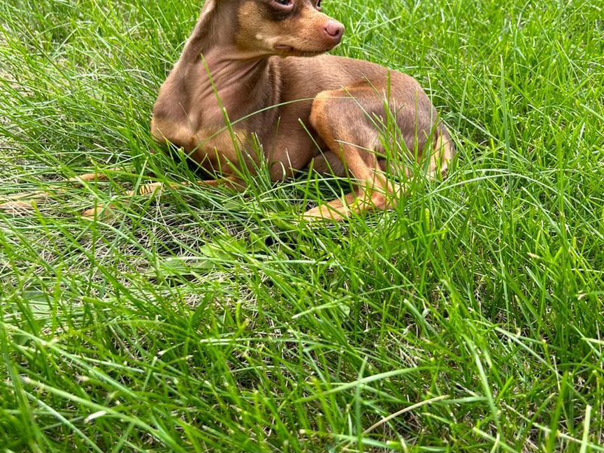 Русский той-терьер вязка, кабель