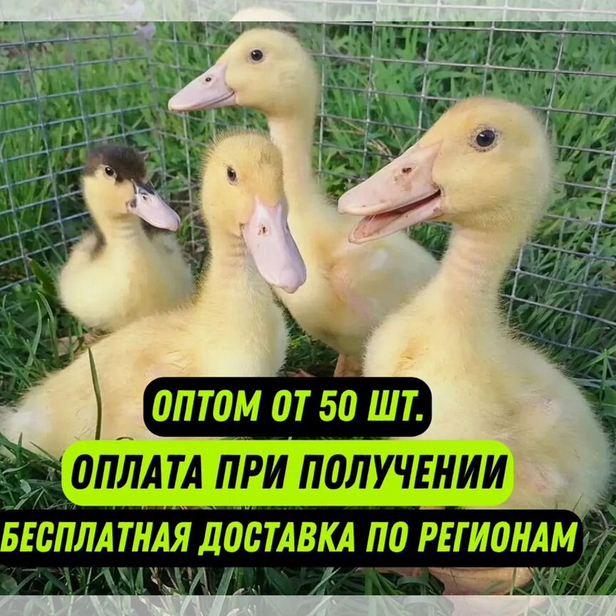 Утята муларды оптом доставка бесплатная
