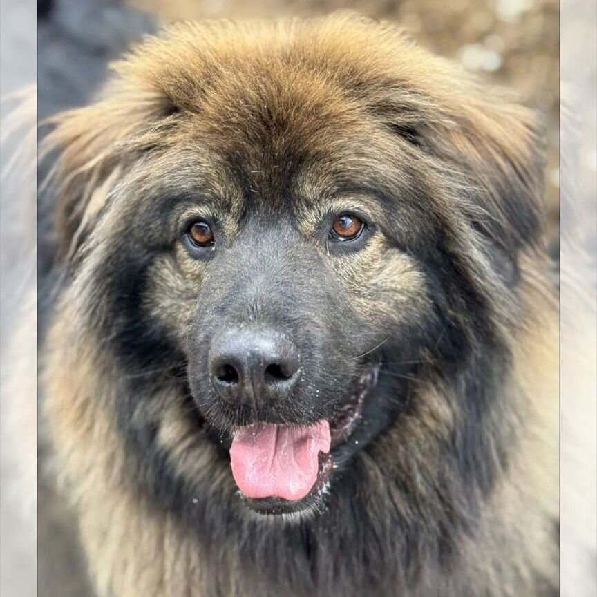 Взрослый пёс в добрые руки