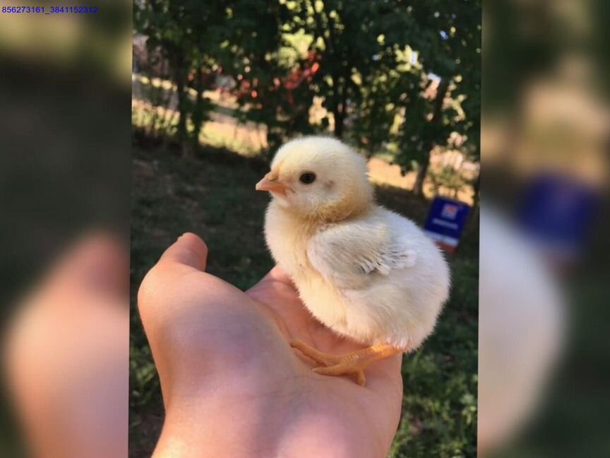 Цыплята (Арт.92129)