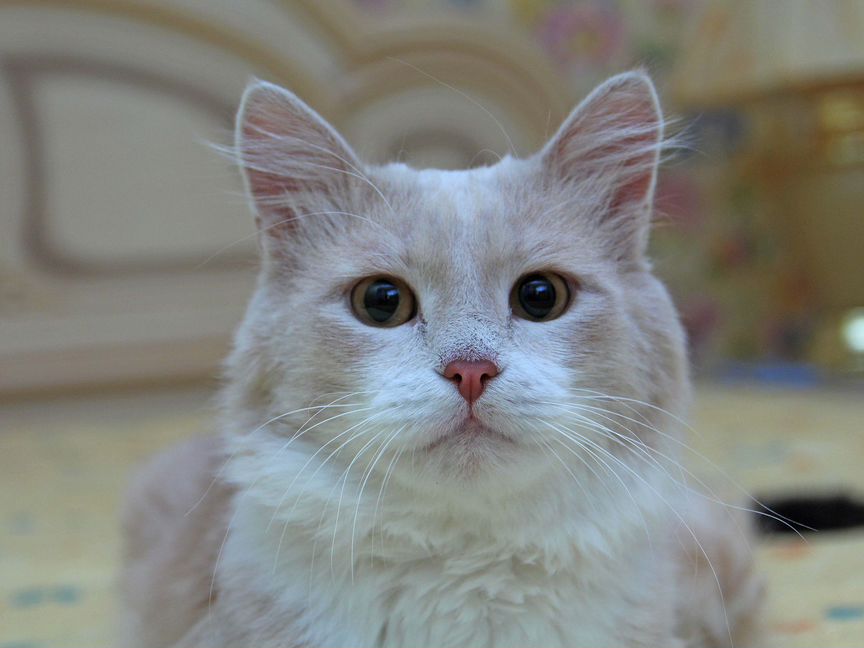 Котик Персик