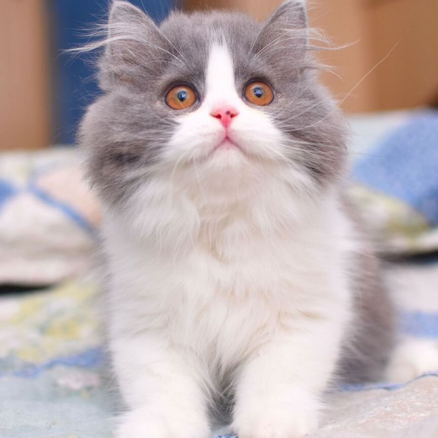 Британский длинношёрстный котёнок