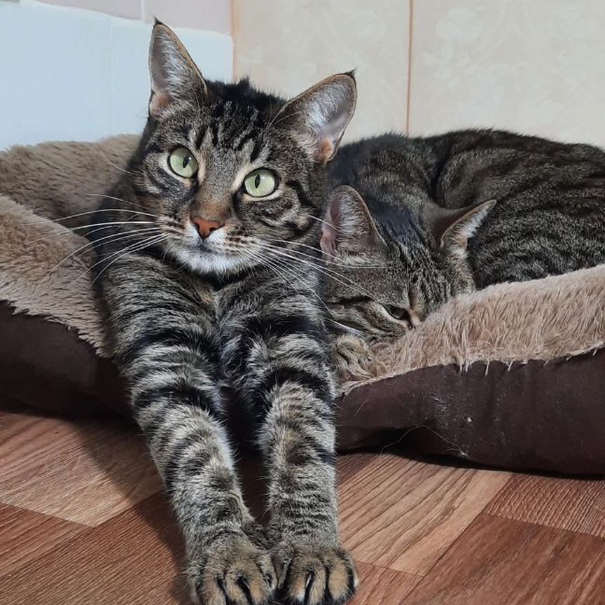 Кошечка Варвара ищет дом