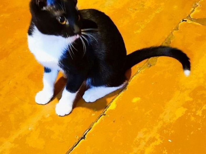 Кошка в добрые руки