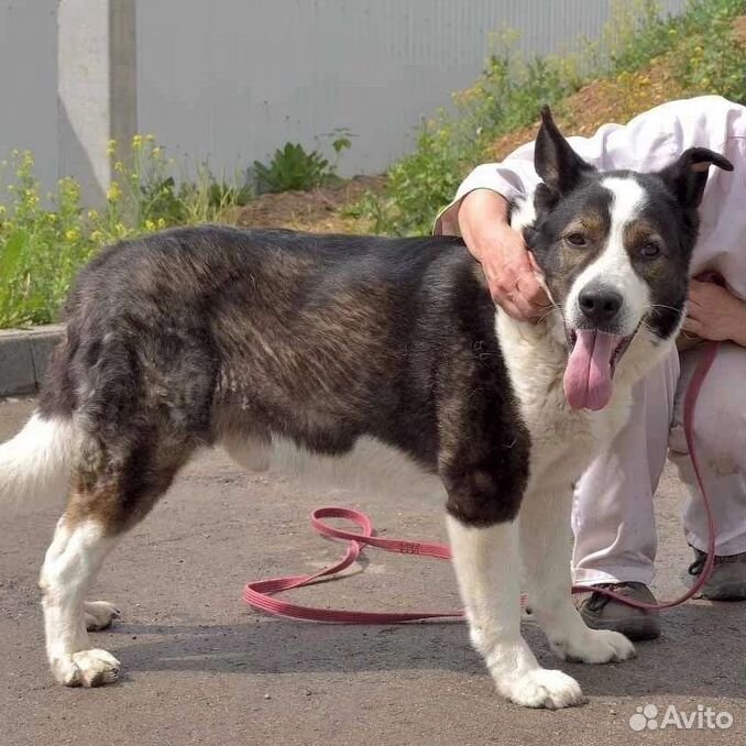 Барсик