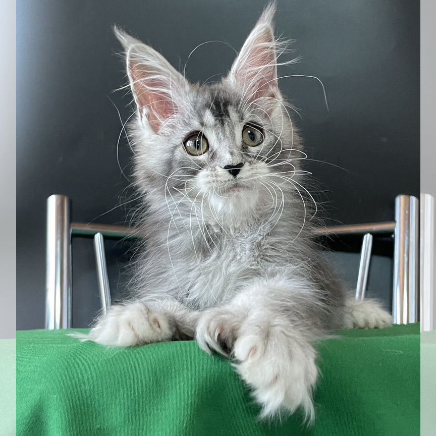 Супер девченка полидакт