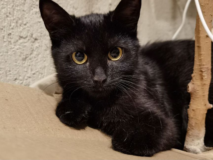 Очаровательная малышка Дымка ищет своего человека