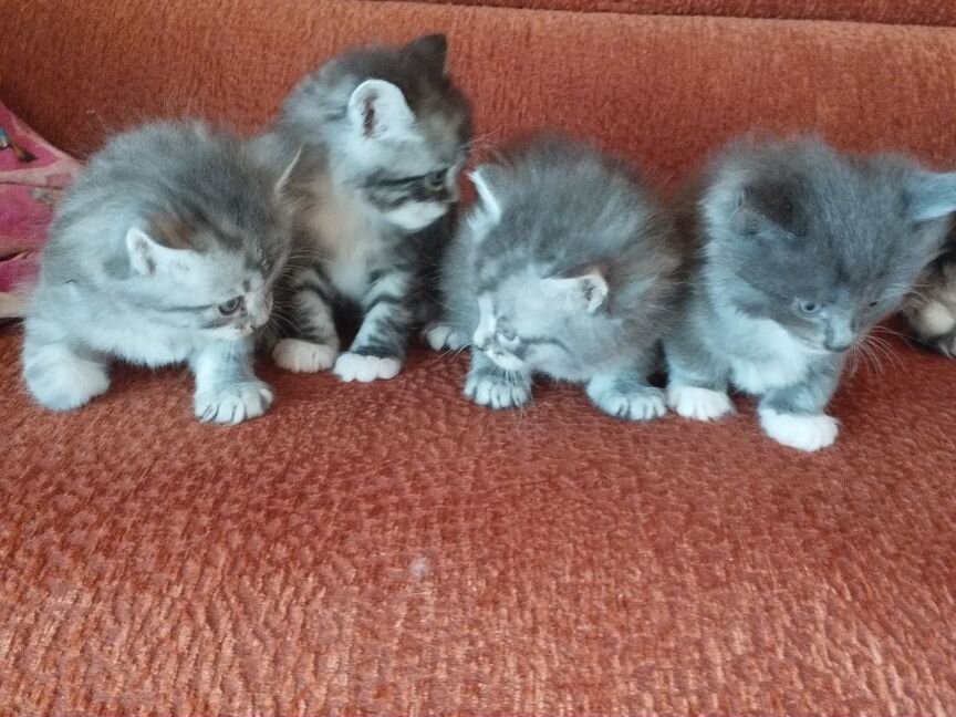 Котята в добрые руки 1 месяц