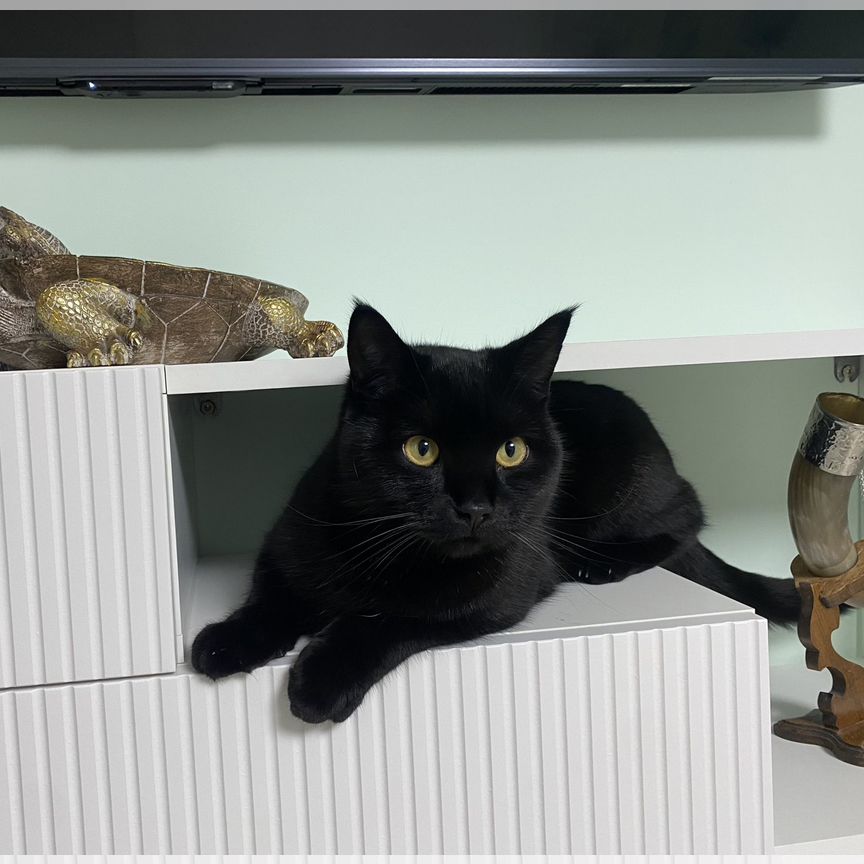 Британский короткошёрстный котёнок