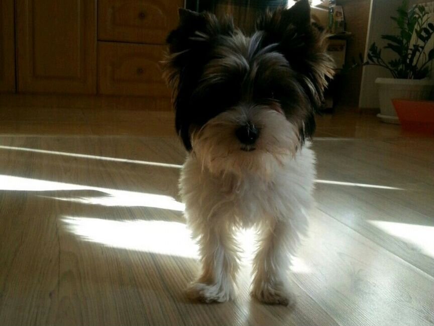 Бивер, вязка