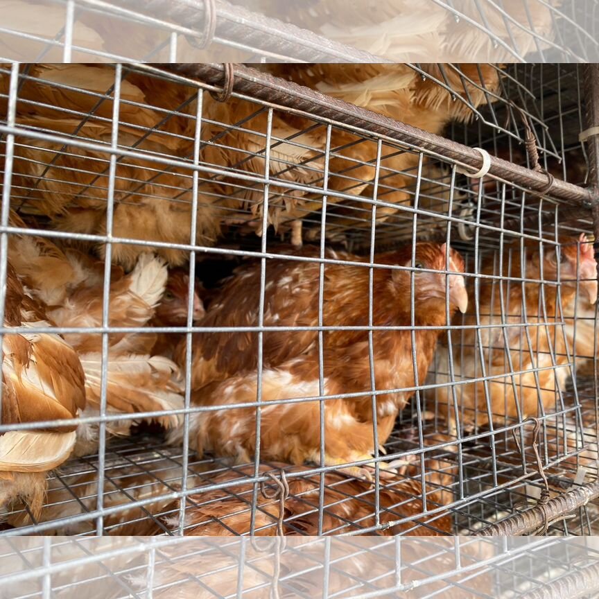 Несушка доставка молодка