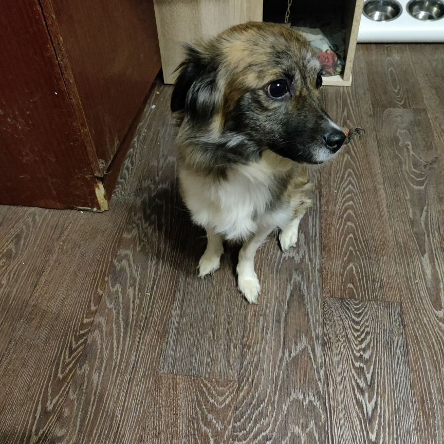 Маленькая собака в добрые руки