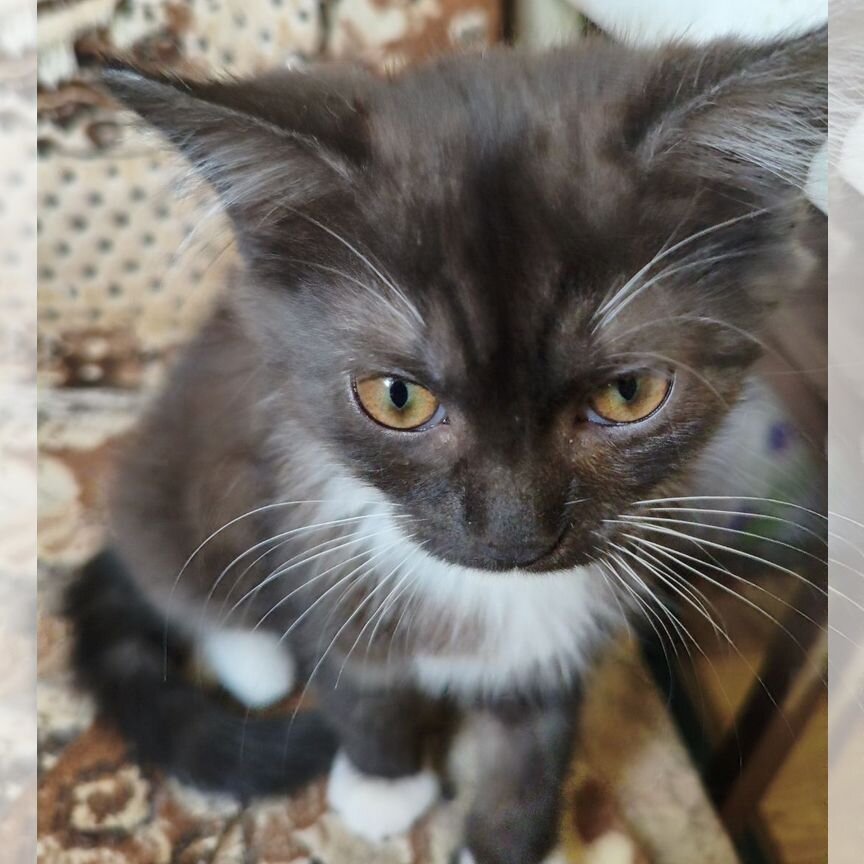 Домашние животные котята бесплатно