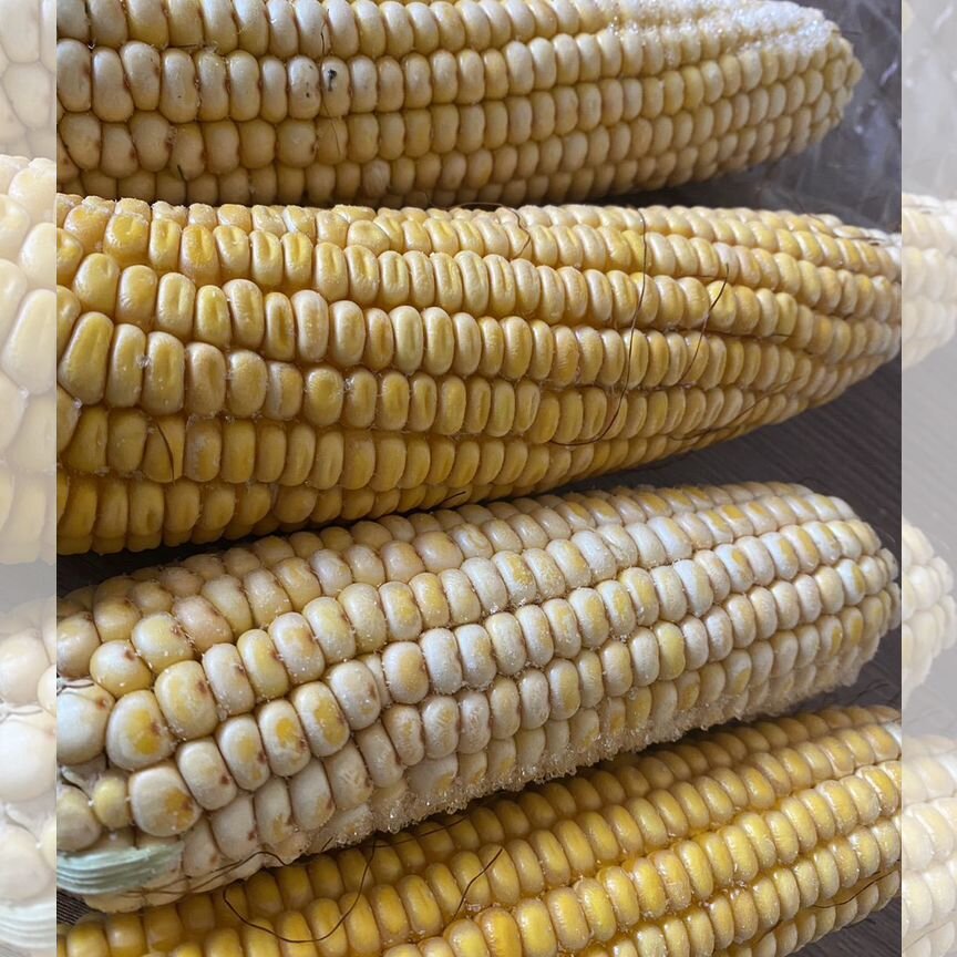 Кормовая кукуруза для грызунов(мороженная)