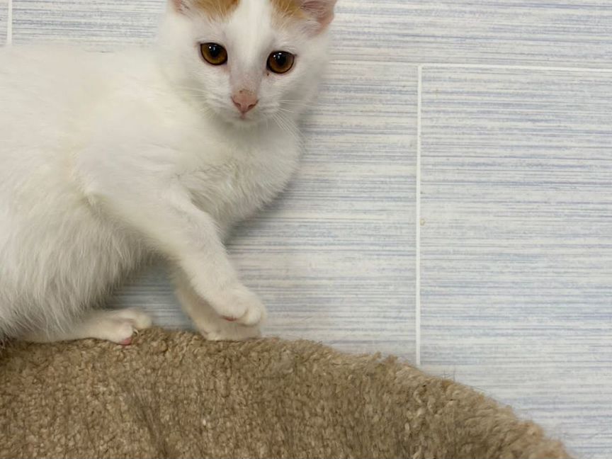 Котенок привитое рыже белое солнышко