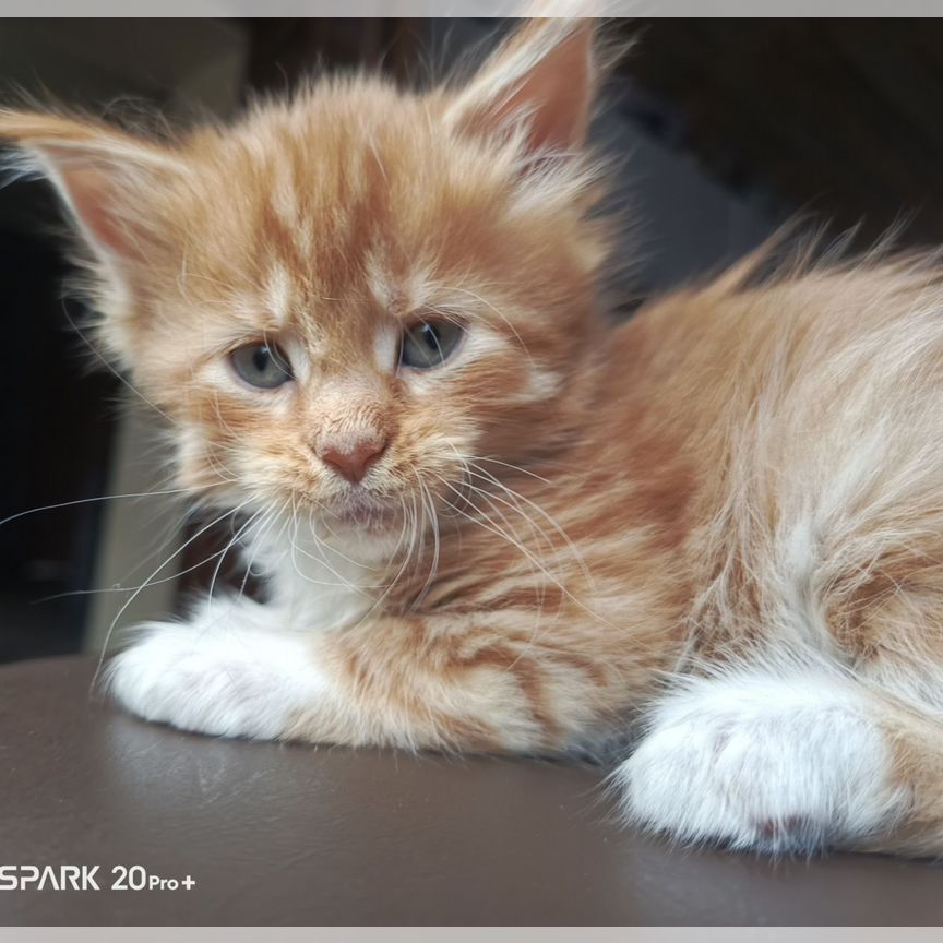 Мейн-кун котёнок