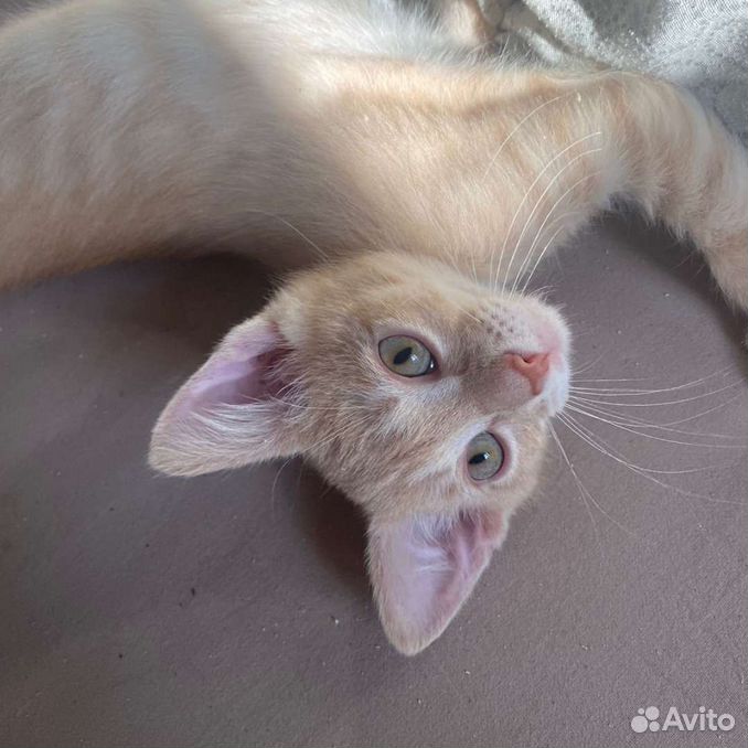 Котенок персиковый, мальчик