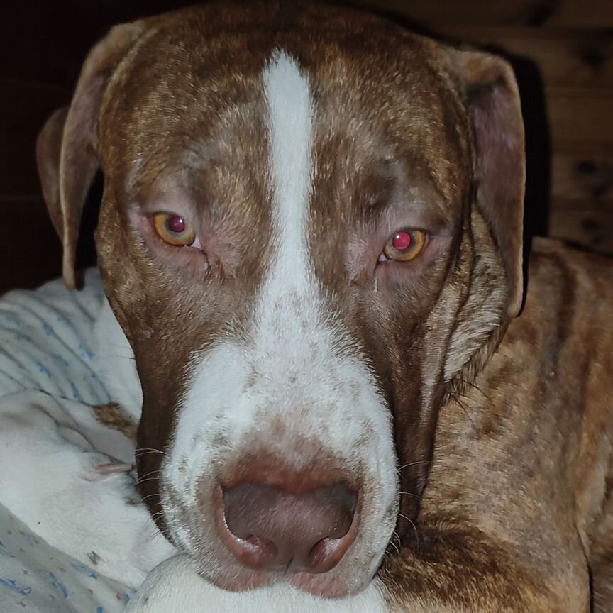 Американский стаффордширский терьер, щенок