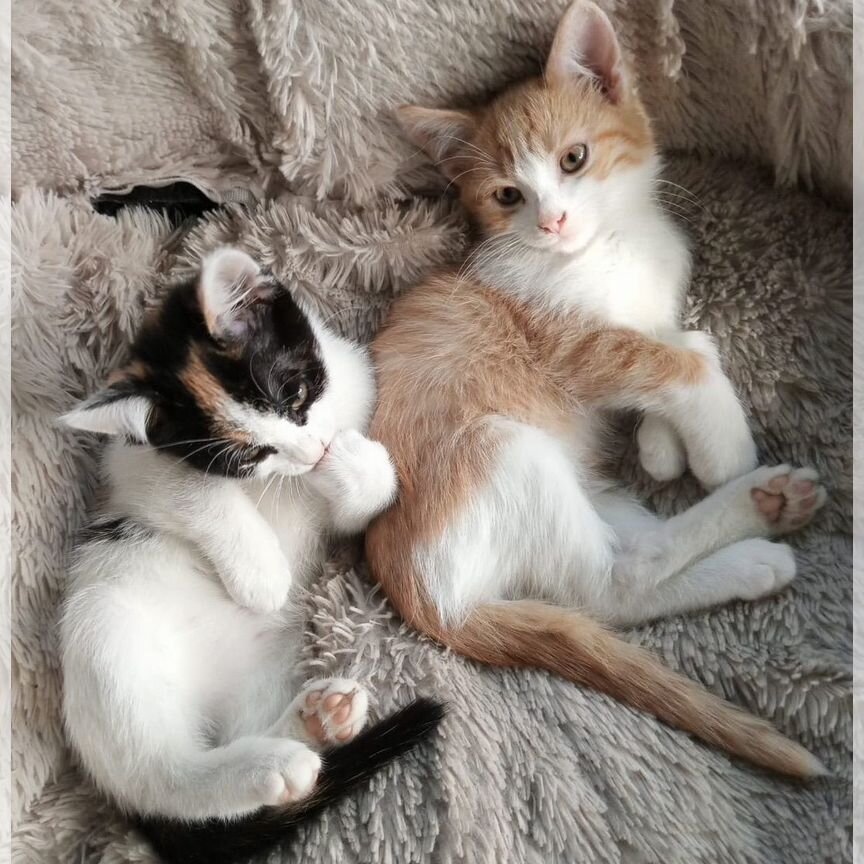 Котята
