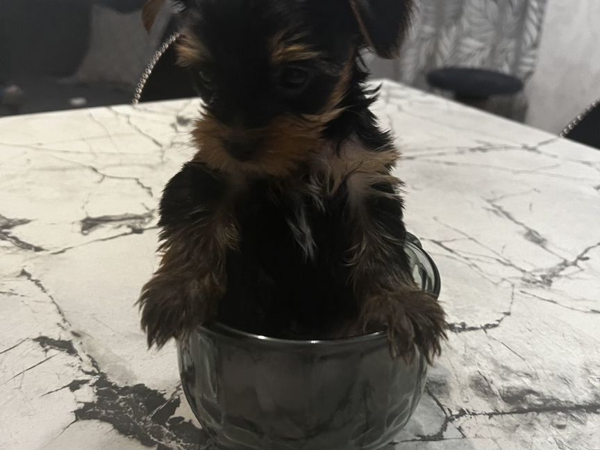 Щенок йоркширского терьера