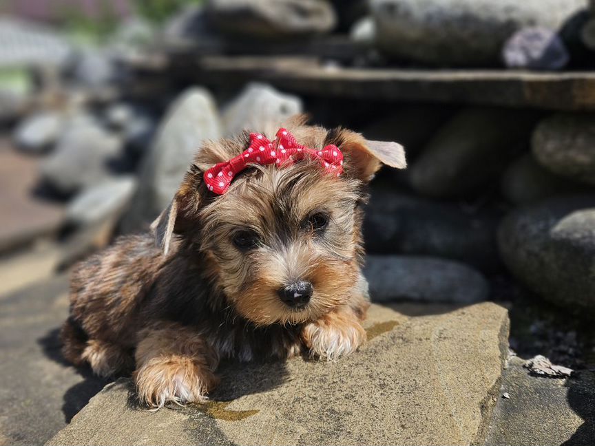 Йоркширский терьер девочка