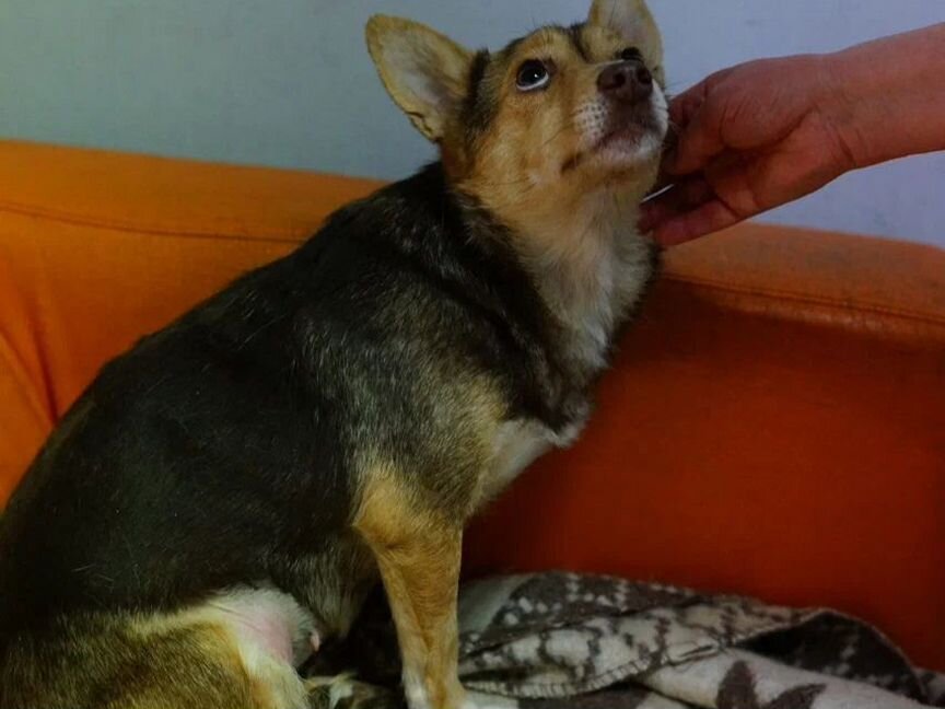 Маленькая собачка