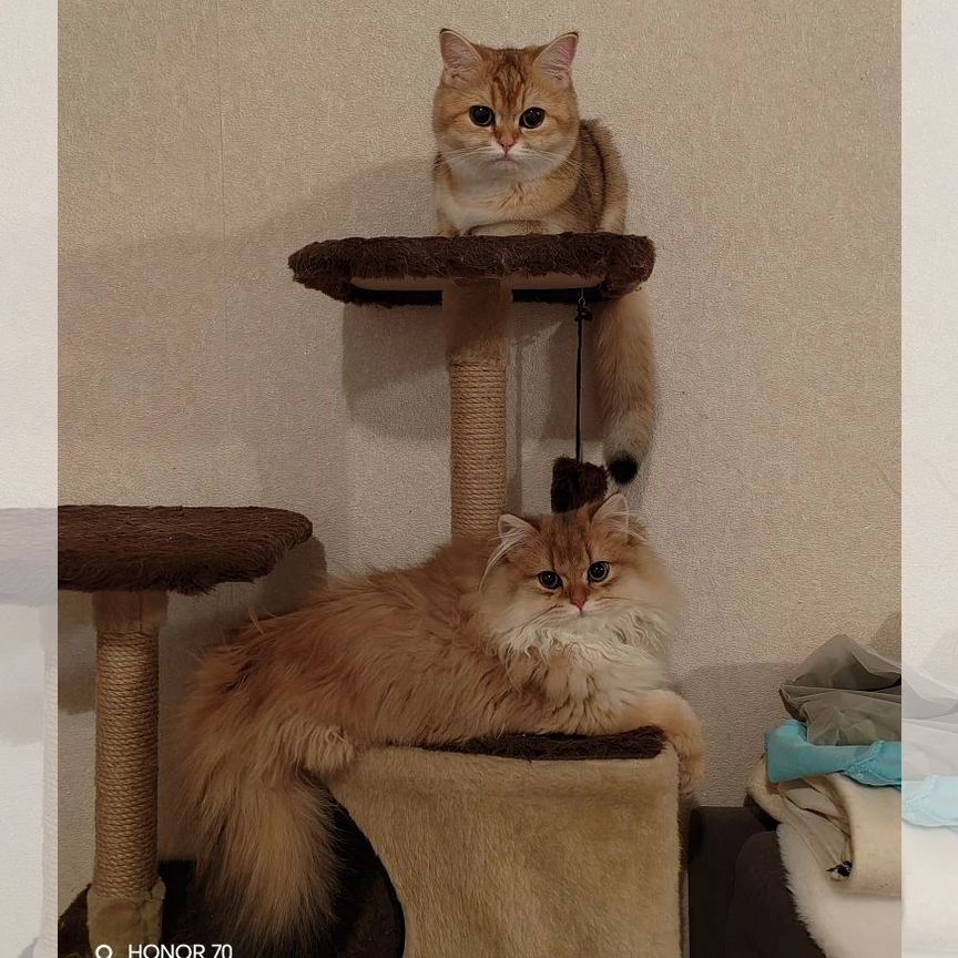 Шотландский прямоухий длинношёрстный котёнок