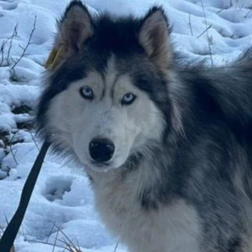 Сибирский хаски, взрослый пёс