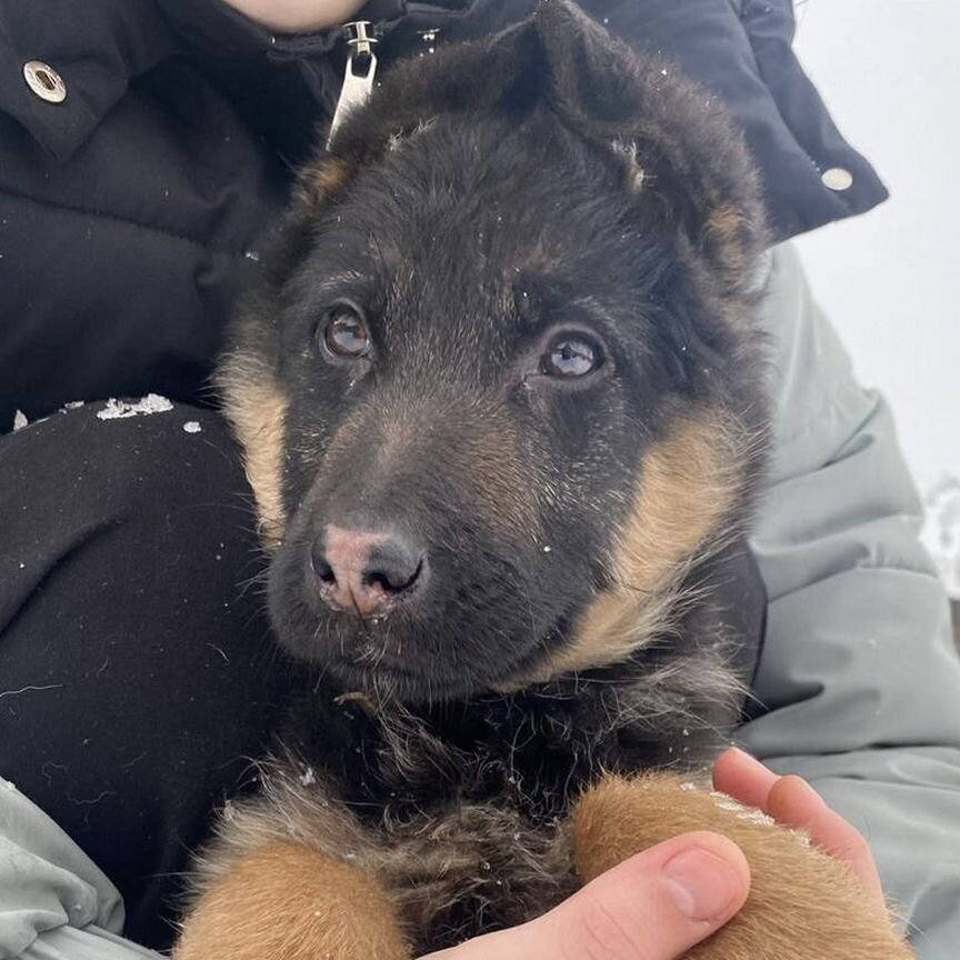 Щенок- девочка в самые ответственные ручки