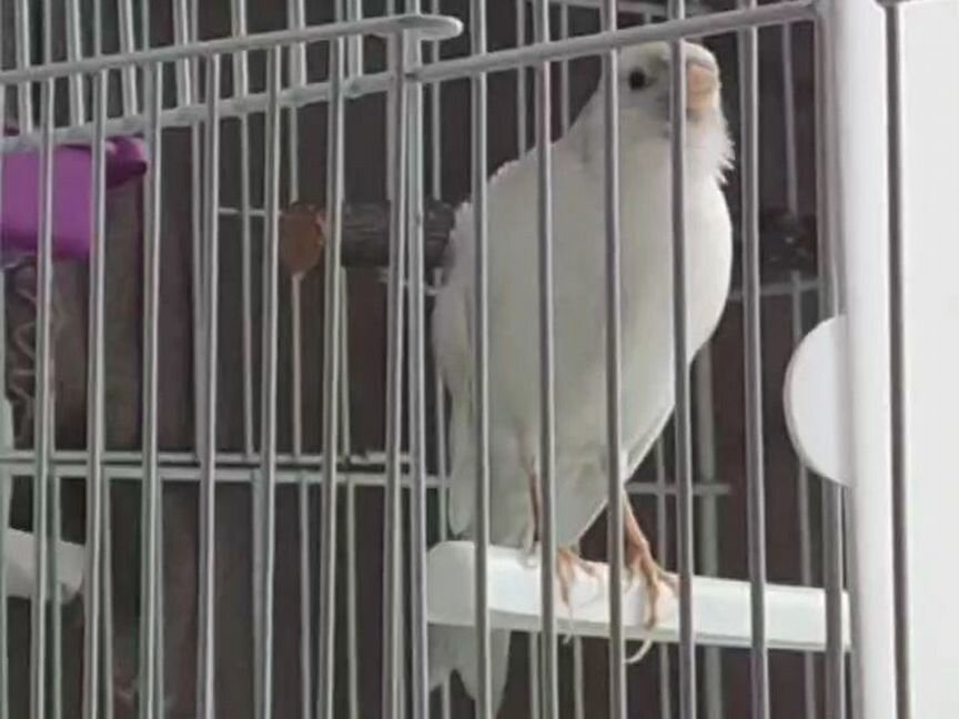 Продаю Кенар, мальчик