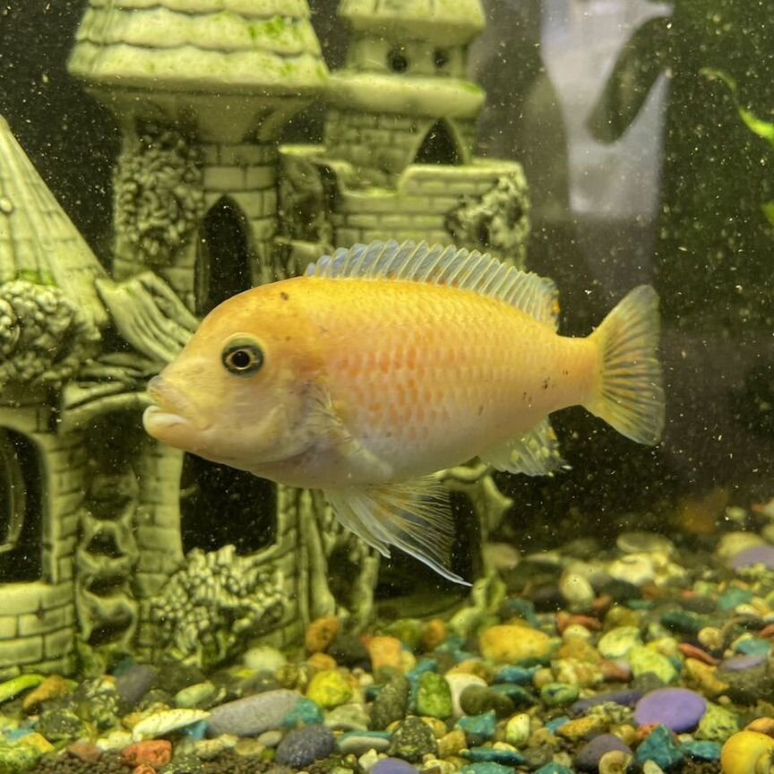 Аквариумные рыбки