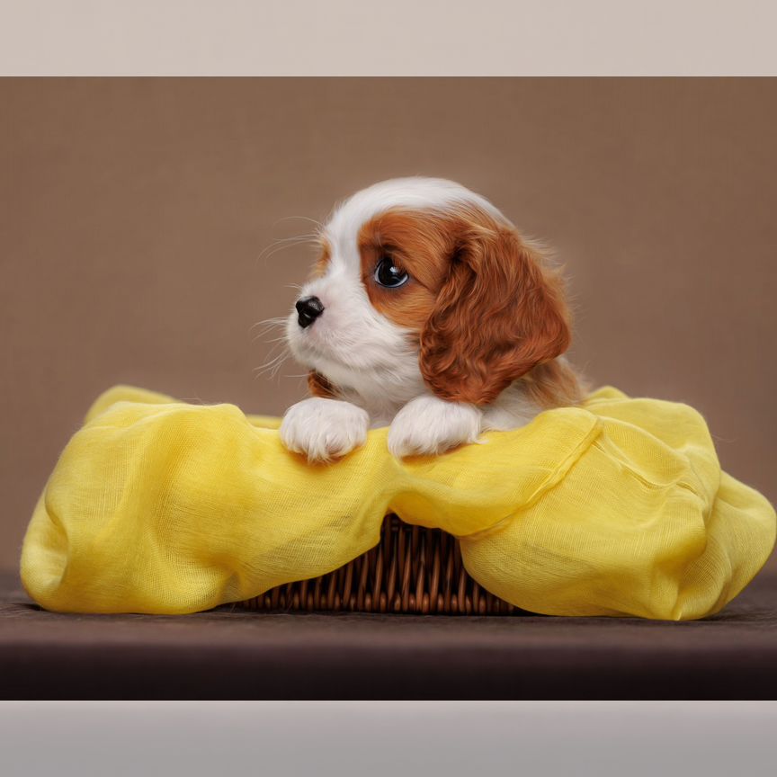 Кавалер кинг-чарльз-спаниель, щенок
