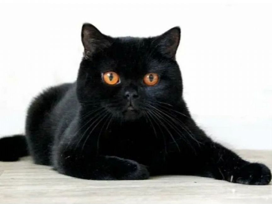 Котёнок