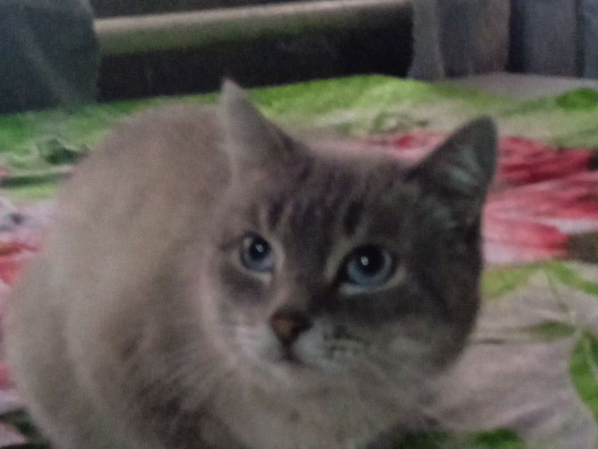 Кот Маркиз