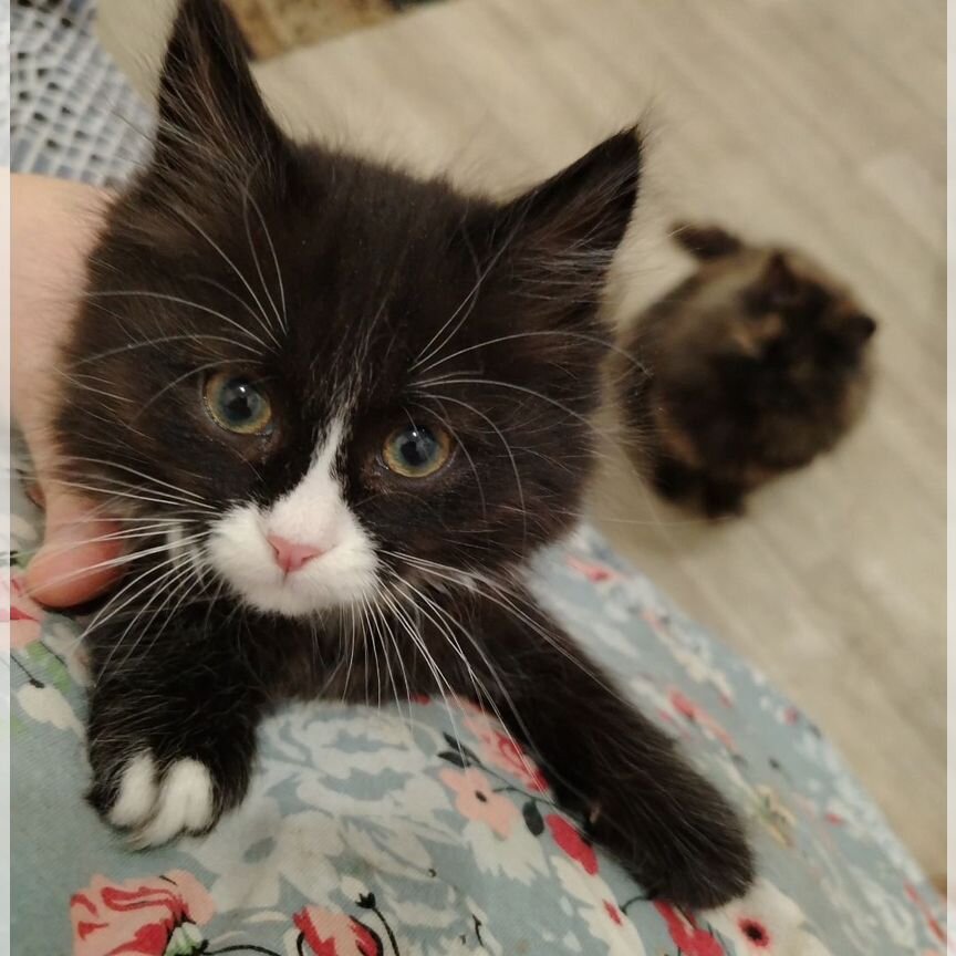 Сибирский котёнок