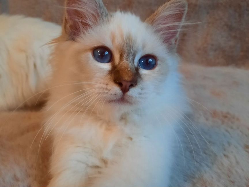 Священная бирма-мальчик