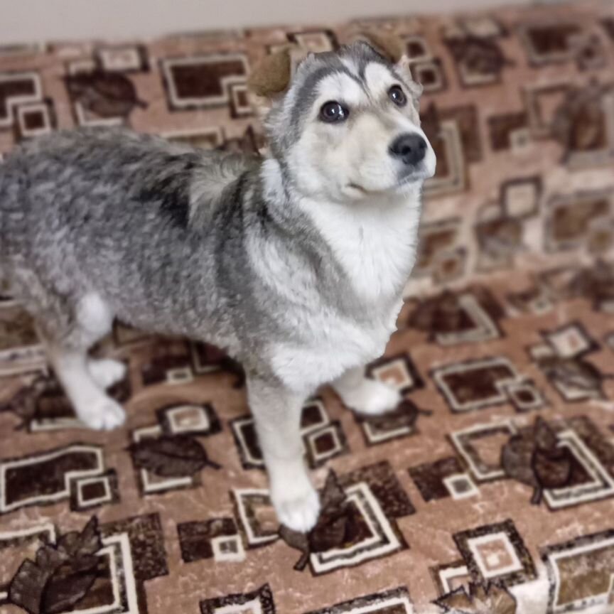 Отдам в добрые руки