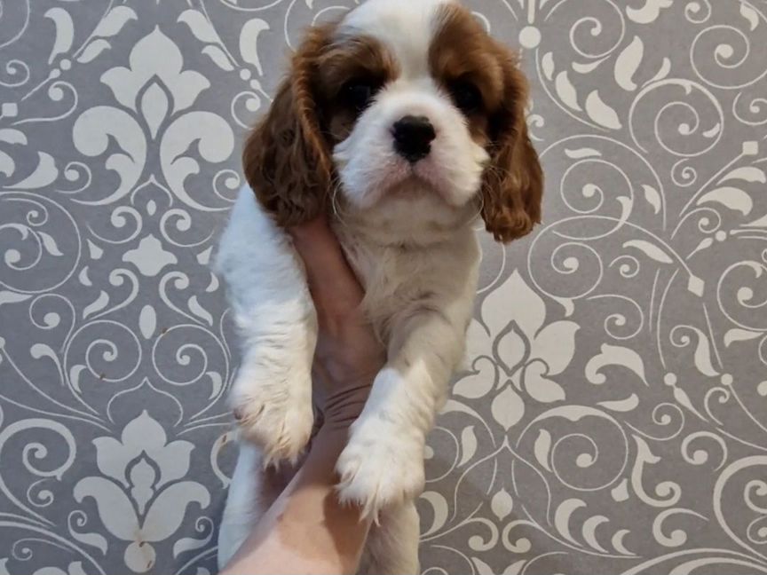 Кавалер кинг чарльз спаниель мальчик РКФ