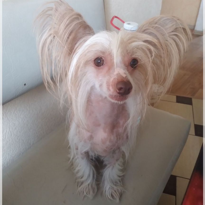 Нужен кобель