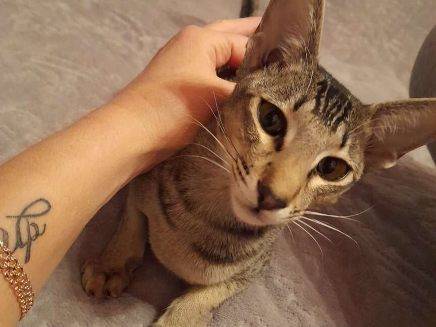 Ориентальная кошка