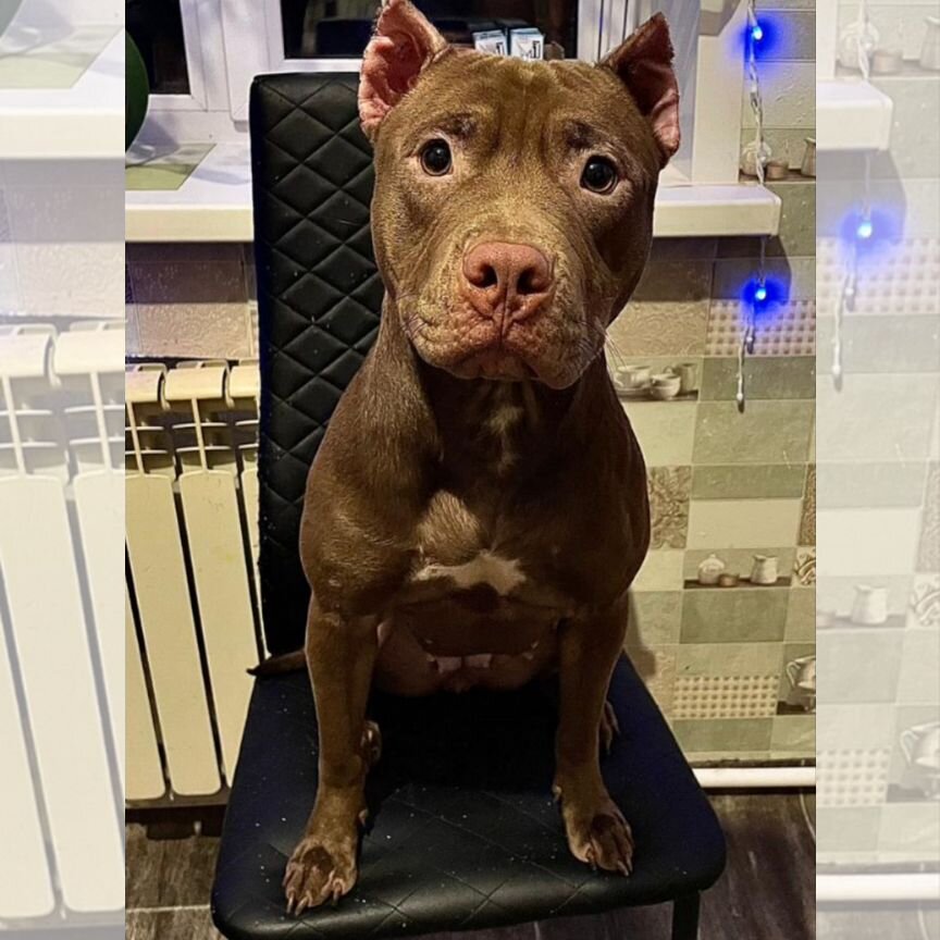 Американский питбультерьер, щенок