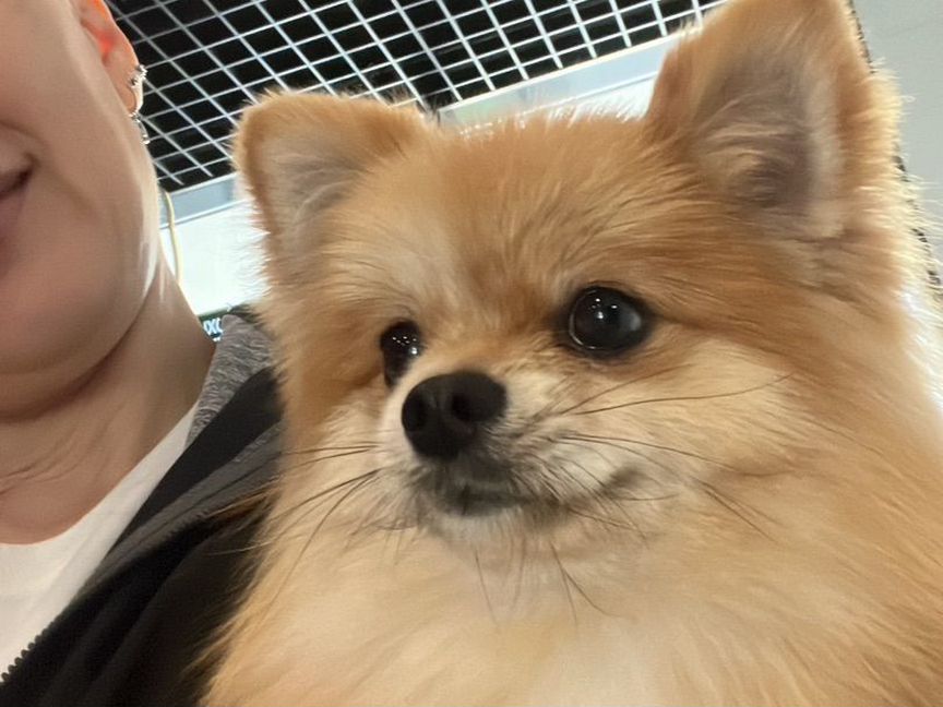 Померанский шпиц