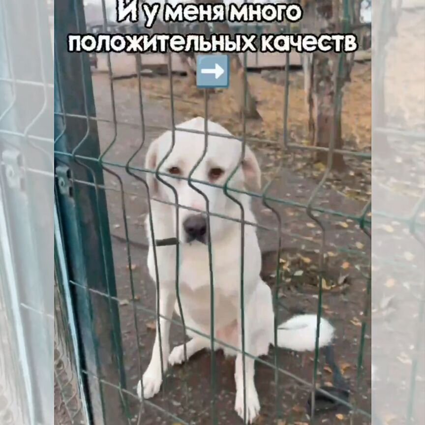 Среднеазиатская овчарка, взрослая собака