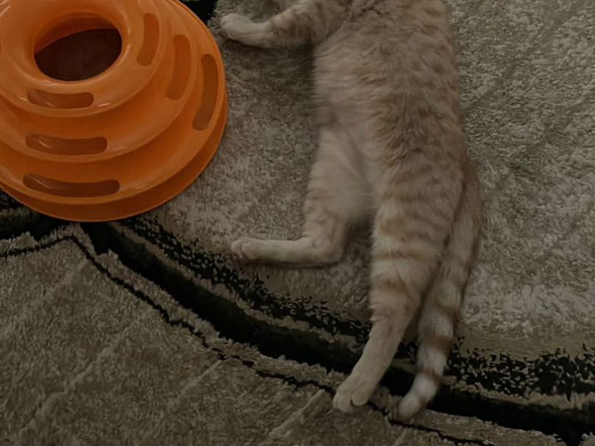 Рыжая девчушка ищет дом