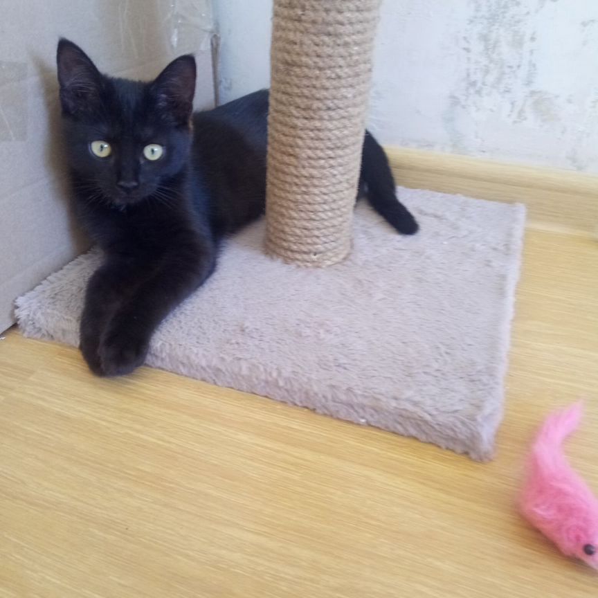 Черная пантерка