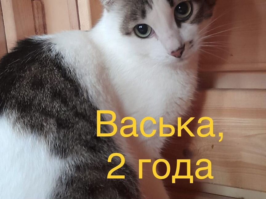 Котики бесплатно в добрые руки
