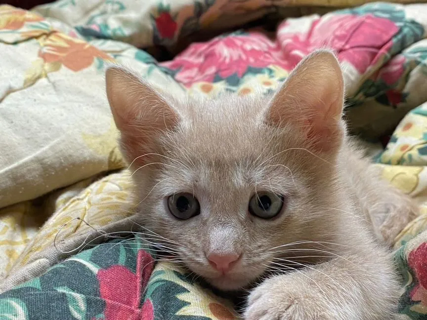 Котята полубританцы